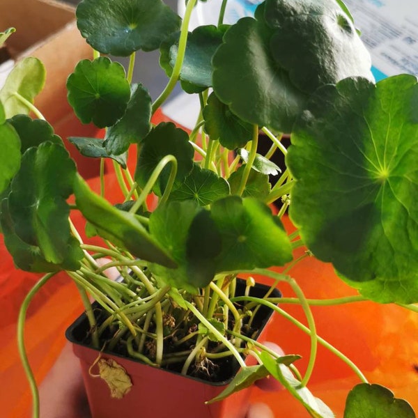 Hydrocotyle Vulgaris Copper Coin Plant, Chinese Coin Plant Marsh ...