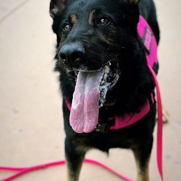 Trailblazer Customizable Braided Biothane® Dog Leash, Dog Lead ...