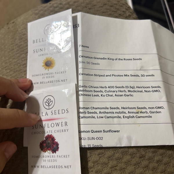 Cream Amandine Ranunculus Corms, 5 Corms, Size 5-6 Cm, Persian ...