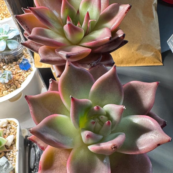 Live Succulents -rare Succulents -graptoveria Paraguayense Bernalense ...