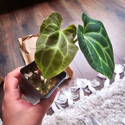 Monstera Sp Indanza Multiple Plants 2330 Rare Exotic Plants Free UPS ...