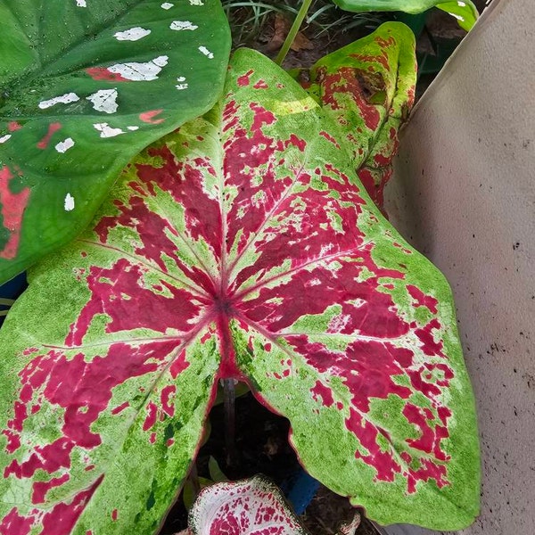 Caladium Bulb 'raspberry Moon' size 22bulbs Size 11 Bulb Larger 2024 ...