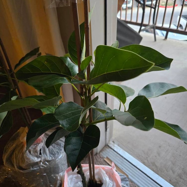 Glenn Mango Tree Cold Hardy GRAFTED 2-4 Ft Tall.ship to CA&PR. Actual ...