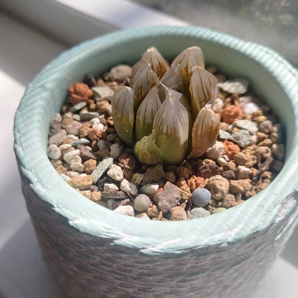 Rare Crassula Umbella Wine Cup Seeds Etsy