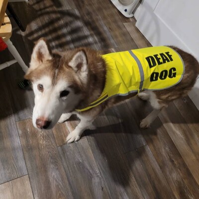 Personalised High Vis Dog Coat Custom Printed Hi Viz Pet Safety Vest ...