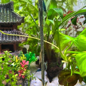 Organic Catappa Bark for Betta Fish, Shrimp Tropical Fish Freshwater ...