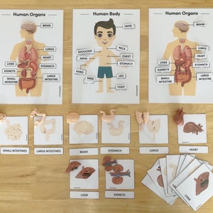 Body Parts Cards Montessori Materials Homeschool Body Part Real ...