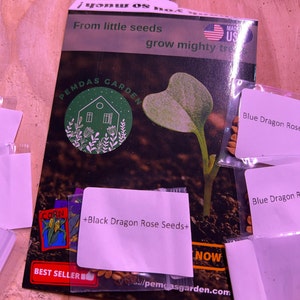 Yellow and Brown Firecracker Sunflower Seeds perennial authentic Seeds ...