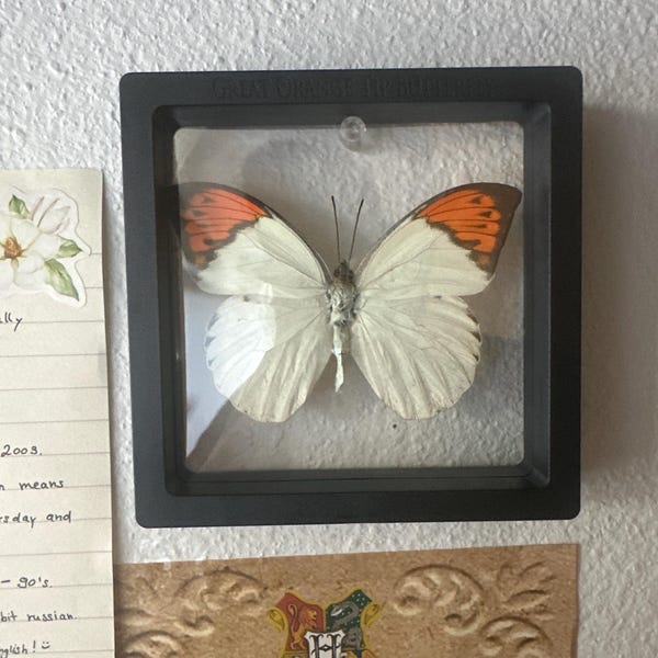Real Butterfly 3D Floating Frame With Support Base ,original Butterfly ...