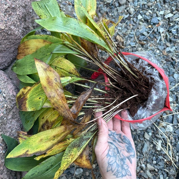 6+ Red Spruce Tree Seedlings From Maine - Etsy