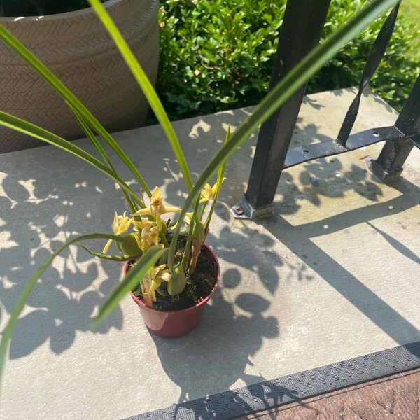 Pikake Plant. Single Flower Variety for Lei Making (pikake Lahilahi ...