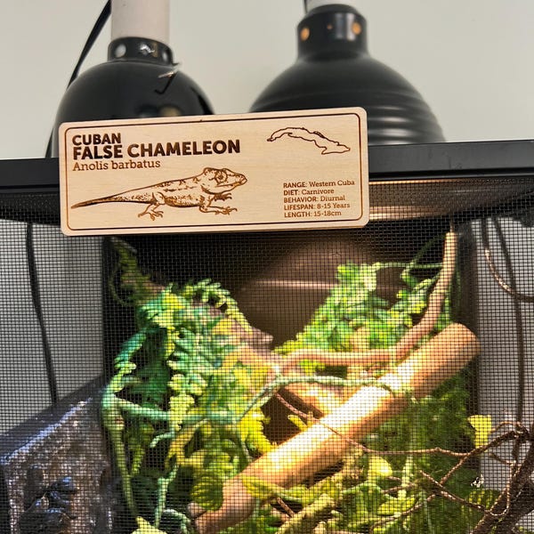 Jurassic Tags // Park Parody Species Identification Tags for Reptiles ...