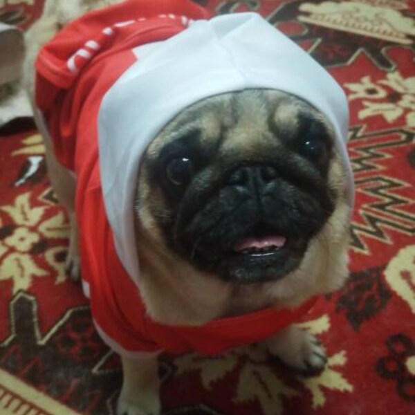 Liverpool FC inspired Personalised Pet Tank Top With Original FC Logo ...