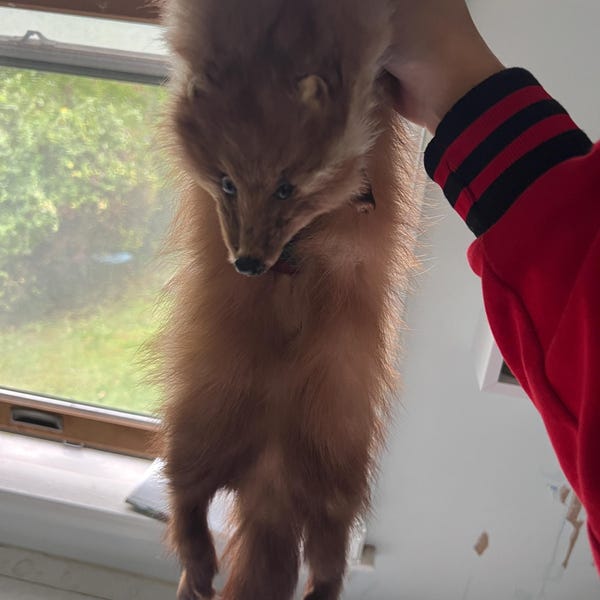 Vintage Blue Fox Pelt Stole With Chin Clip 1940s 1950s 1960s Real ...