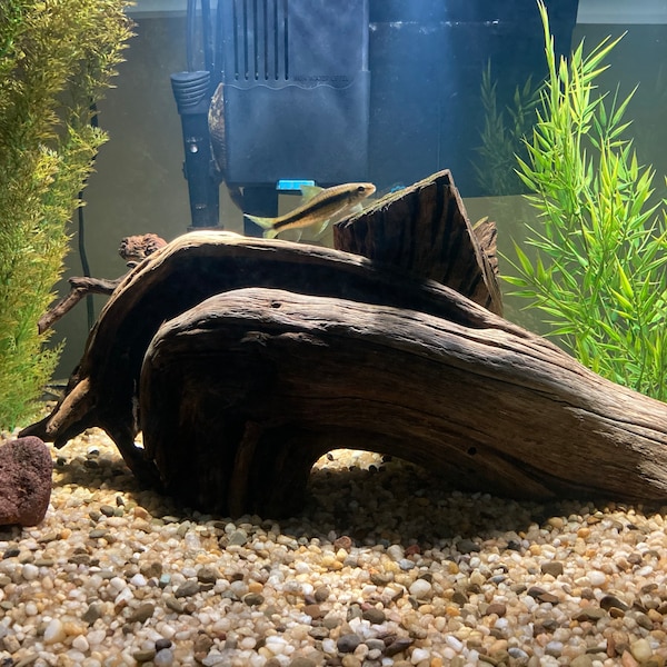 Aquarium Driftwood, 18, Manzanita Branch Ready for Aquascaping Your ...
