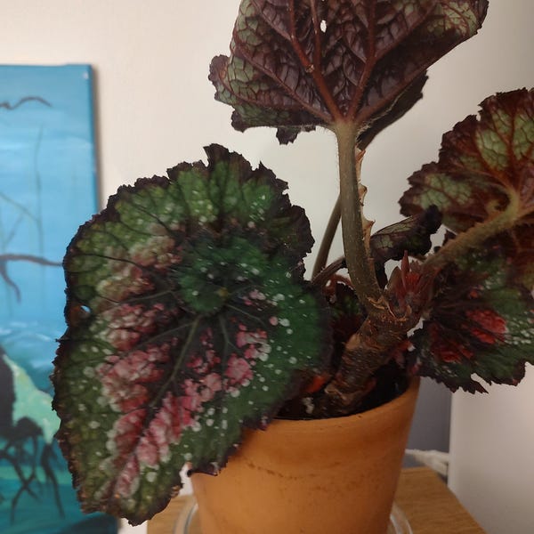 Jurassic™ Rex Begonia 'watermelon' - Etsy