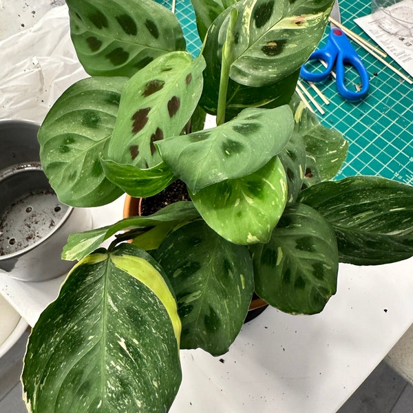 Maranta Variegated in a 4" Pot, Prayer Plant Maranta Leuconeura ...