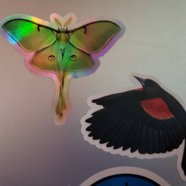 Randa's Eyed Silkmoth (automeris Randa) - Etsy