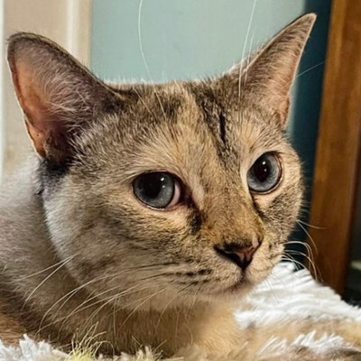 TNR Cat Tee Shirt Trap Neuter Return Grey Slim Fit - Etsy