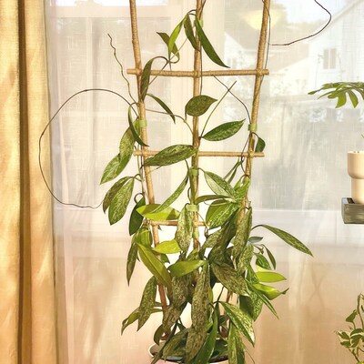 Jute Twine Wrapped Bamboo Indoor Plant Ladder Style Trellis - Etsy