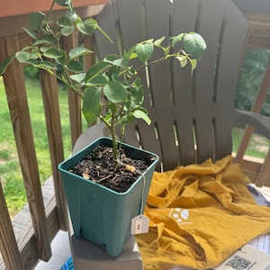 Rare New Rose. Red Juicy Terrazza. 红果汁flower Machine. Continue Blooming ...