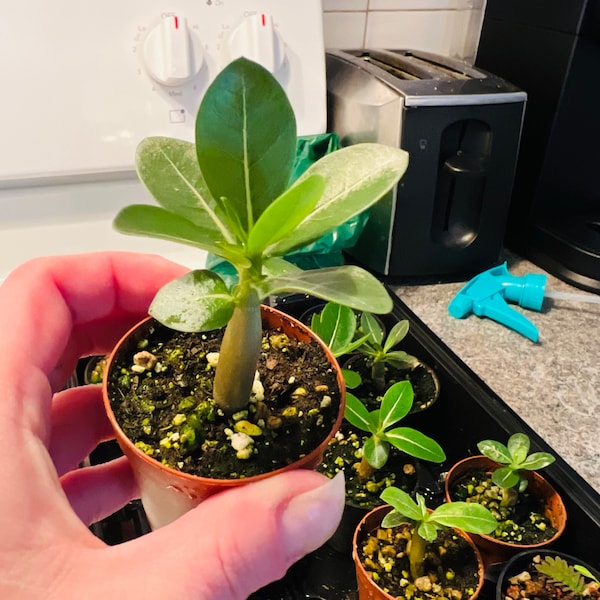 Eppendorf Centrifuge Tube Safe Lock 2.0 Ml High-quality Microcentrifuge ...