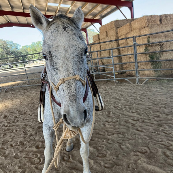 Rope Halter & Mecates - Natural Horsemanship Hackamore - 21 Colors - 2 ...