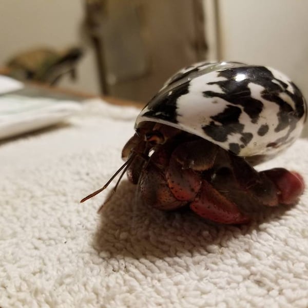 Large Polished Banded Pica Turbo Shell Seashell Sea Shells (about 3 ...