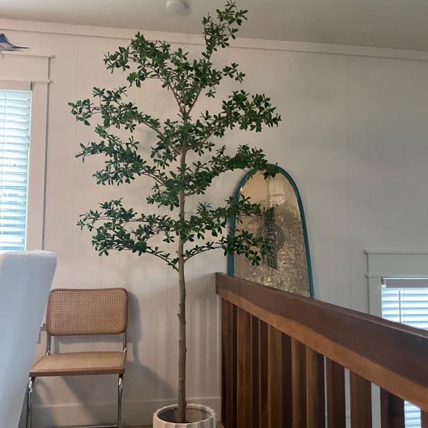 8' Shady Lady Black Olive Tree, Black Olive Tree, Shady Lady Tree, Faux ...
