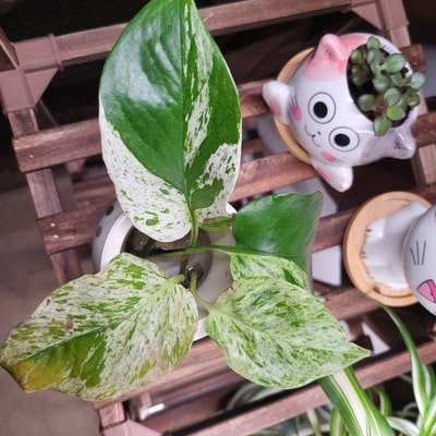 RARE Marble Pothos Cuttings Gorgeous Variegated Indoor Easy Care House ...