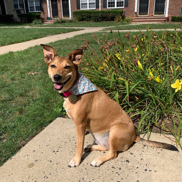 Rabbit MTG Token Cards (3 Pack)- DIGITAL Artwork - Etsy