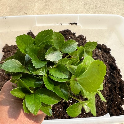 Double Pink Althea rose of Sharon 4 Cuttings to - Etsy