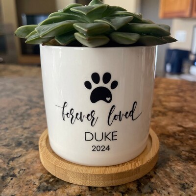 Personalized DNP Graduation Gift 3 White Ceramic Pot W/ Live Plant DNP Gift Doctor of Nursing ...