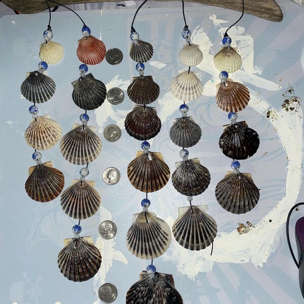 Calico Scallop Shells - Etsy