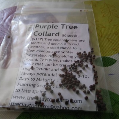Purple Tree Collard Seeds 50 Seeds - Etsy