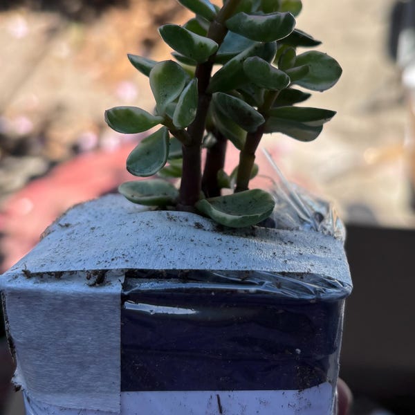 SUPER SALE Variegated Pink Elephant Bush Portulacaria Afra Variegata ...