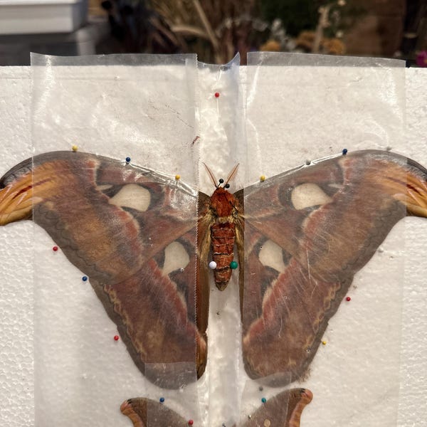 Attacus Atlas Moth Papered Specimen MALE and FEMALE Spcimens, Real ...