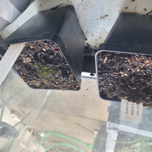 Cymbopogan Marinii Motia Palmarosa Grass Plant in 4 Inch Pot - Etsy