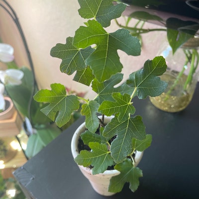 Fignomenal Fig Live Plant Dwarf Fig Perfect for Containters non-gmo and ...