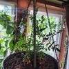 Hoya Keysii (hoya Australis) 1yo Plant With 5-6 Leaves Well Rooted ...