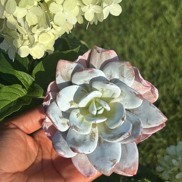 Echeveria 'red Coral' , Rare Live Succulent - Etsy