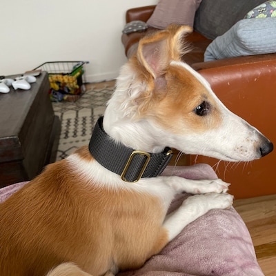 Emerald 'atacama' Whippet Greyhound Italian Lurcher Sighthound ...