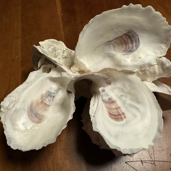 Oyster Shell Garland. Oyster Shell Table Runner. Wedding Oyster Shell ...