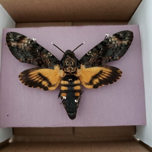 Death's Head Moth, Acherontia Atropos Hawkmoth, Real Specimen for ...