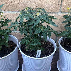 Vilma Micro Dwarf Tomato 15 Seeds Organically Grown - Etsy