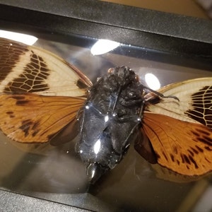 Penthicodes Farinosa Peleng Real Lanternfly Fulgoridae - Etsy