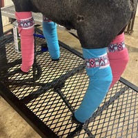 Sheep Leg Wraps, Goat Leg Wraps, Mini Horse Leg Wraps, Rainbows - Etsy ...