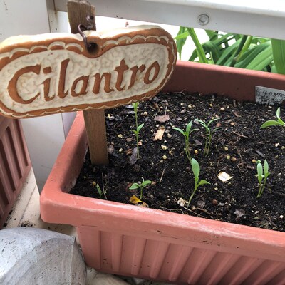 Cilantro Herb Plant Marker Ceramic Garden Sign: Handmade - Etsy