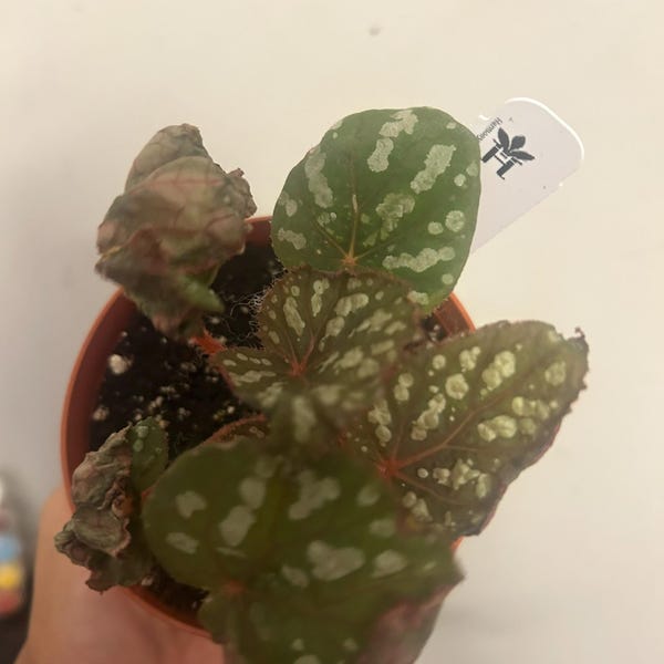 RARE Rex Begonia Blue Flashing ‘tiger Kitten’ Live House Plant Potted 4 ...