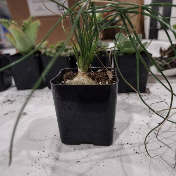 Albuca Polyphylla 'augrabies Hills' Succulent Plant - Etsy